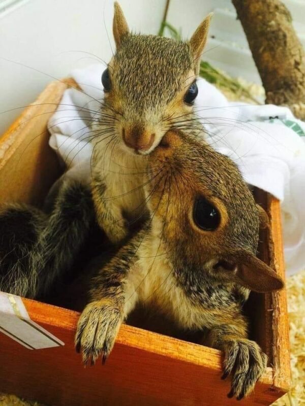Squirrel Adoption: A Guide to Caring for Squirrels - adoptasquirrelnow.com